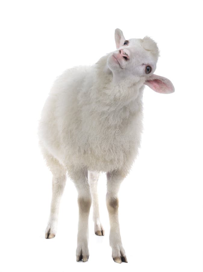 Kneeling Sheep Stock Photos - Free & Royalty-Free Stock Photos from ...