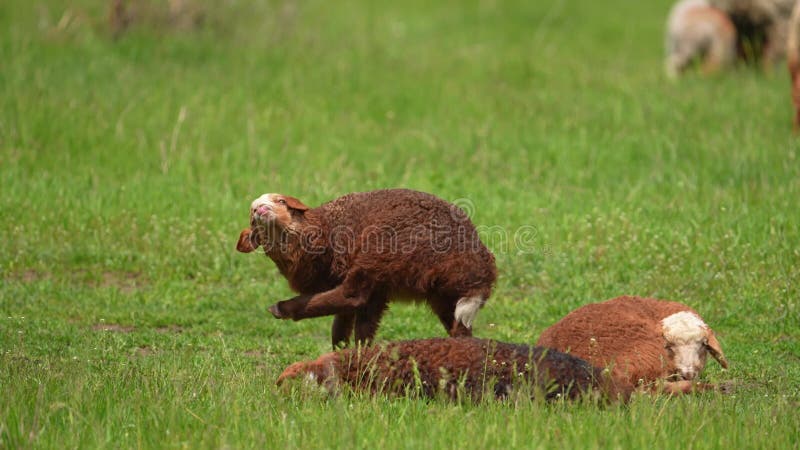 Sheep Itches. Small Cute Sheep Scratching Its White Fur, Stable Shot ...