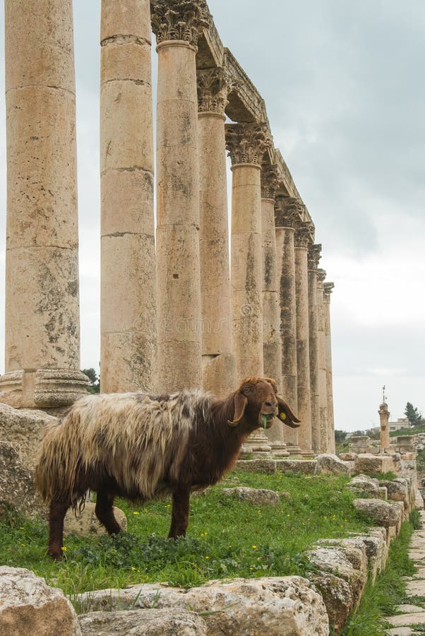 Sheep in Jerash stock image. Image of archaeology, centuries - 56211831