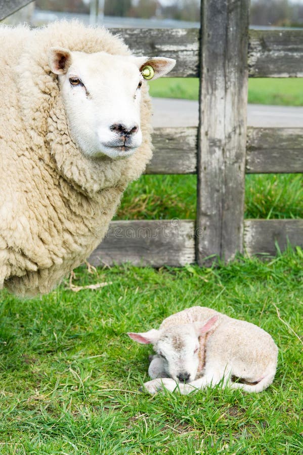 Sheep with Just Born Lamb in Spring Stock Image - Image of laying ...