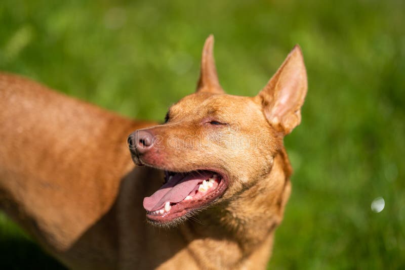 Sheep Kelpie Dogs on a Ranch and Farm in Australia Stock Photo - Image ...