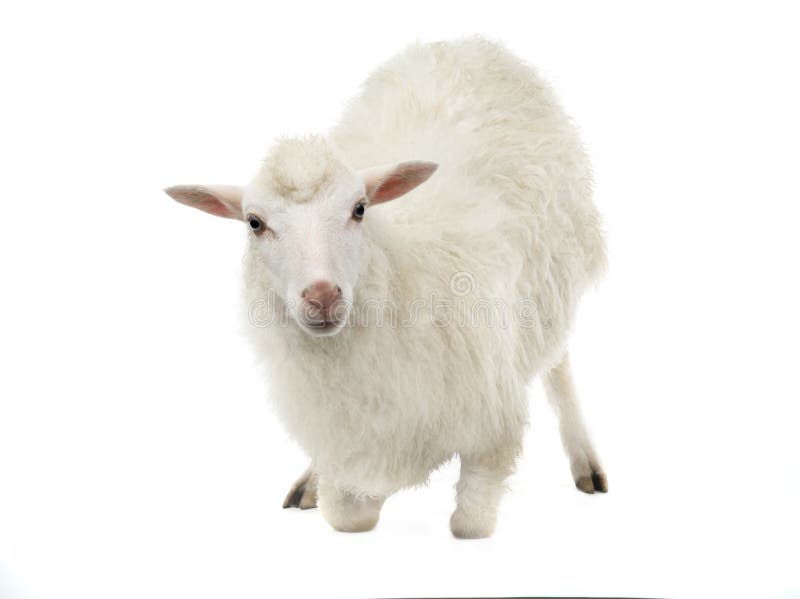 Lamb Kneeling stock photo. Image of humorous, face, farm - 2258752