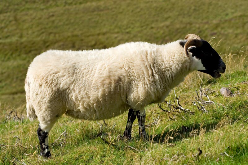 Sheep, lamb stock photo. Image of scotland, sheep, livestock - 2409666