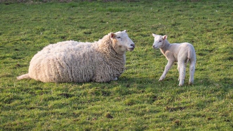 Ewe and lamb stock image. Image of tree, green, shade, timid - 14221