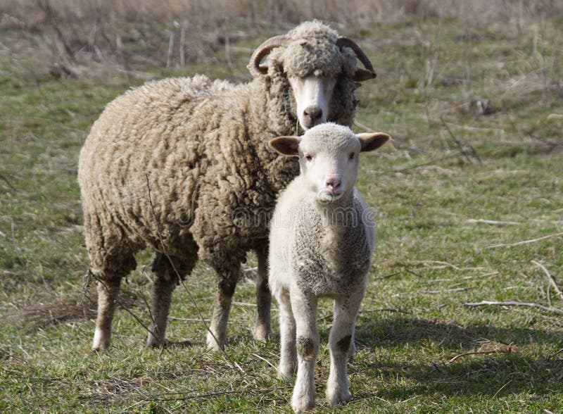Mother cow and calf stock photo. Image of rural, cattle - 3387884