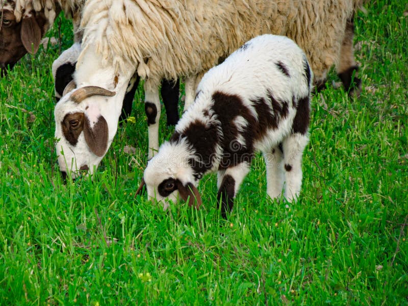 Sheep and Lamb with Black and White Spots Stock Photo - Image of cattle ...