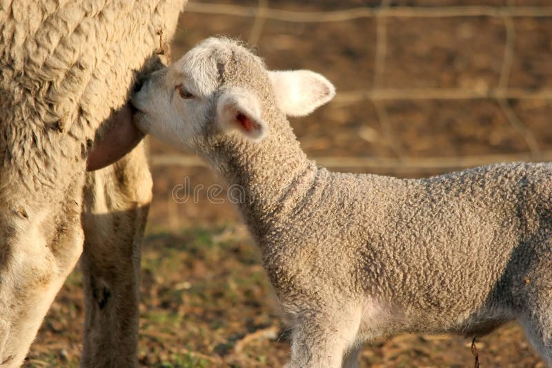 Sheep Lamb and Ewe stock image. Image of meat, animals - 5819287