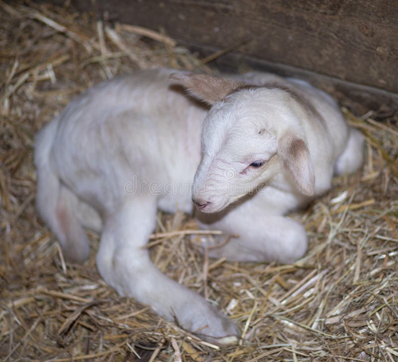 Sheep Lamb Resting on Some Hay Stock Image - Image of mouton, mutton ...