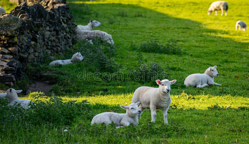 Sheep and Lamb on Field stock image. Image of field - 247820123