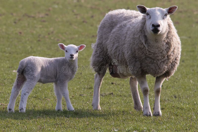 Ewe and lamb stock image. Image of tree, green, shade, timid - 14221