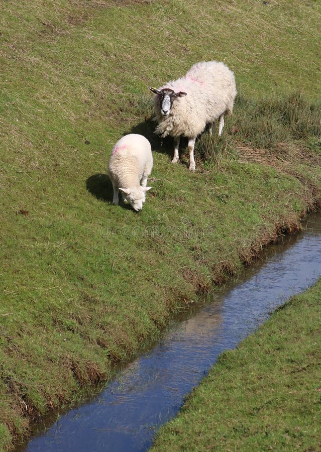 Sheep and Lamb Grazing on Grass on Bank of Stream Stock Photo - Image ...