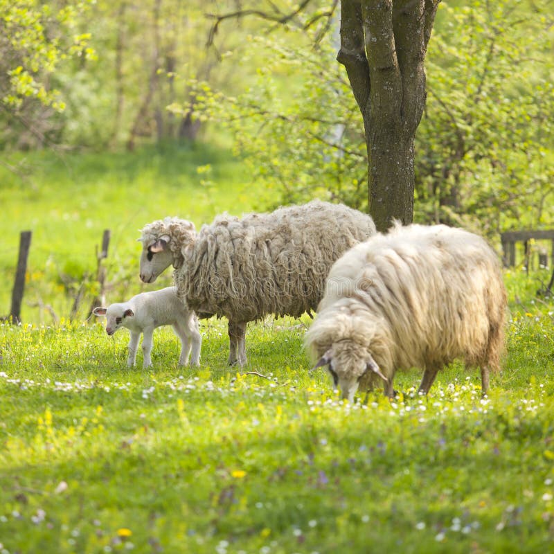 Sheep and Lamb on Green Field Stock Image - Image of field, spring ...