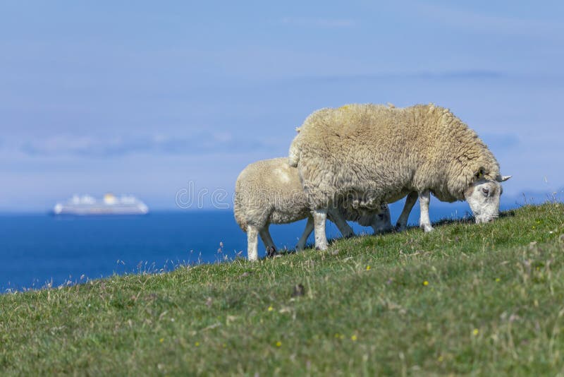 Cruise sheep fleet stock photo. Image of clouds, bahamas - 17912312