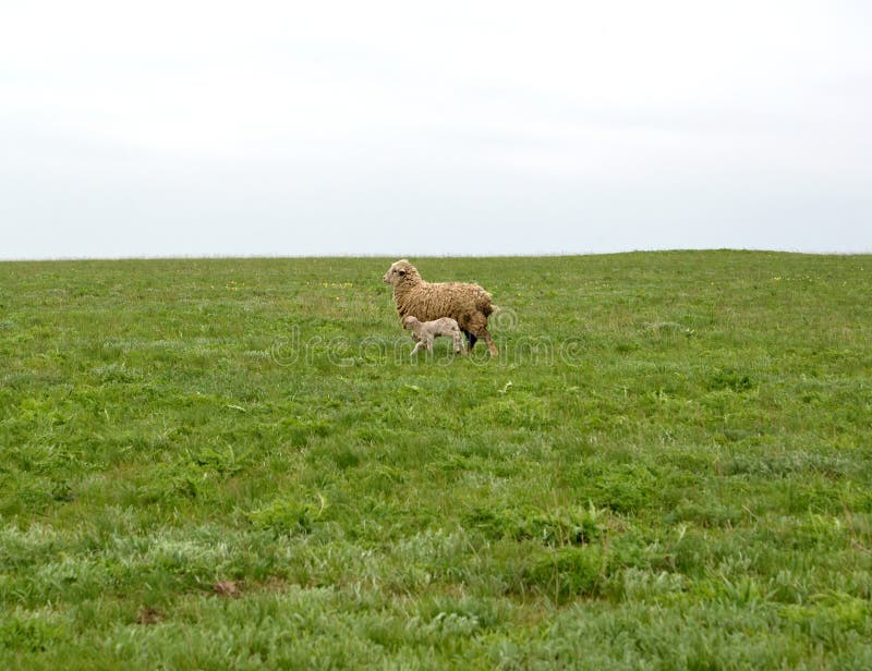 Sheep and Lamb in the Kalmyk Steppe. Spring Stock Photo - Image of ...