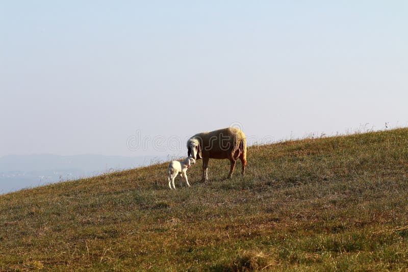 A sheep and a lamb stock image. Image of lips, food, wildlife - 50655815