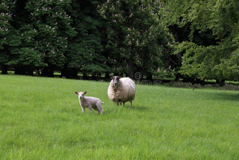 A sheep with a lamb stock photo. Image of rural, lawn - 161347560