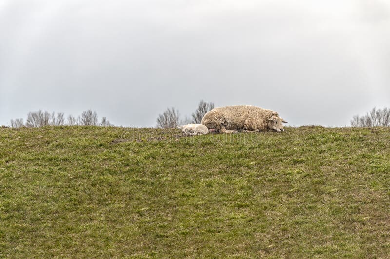 A Sheep and Lamb on the Edge of a Meadow Stock Photo - Image of ...