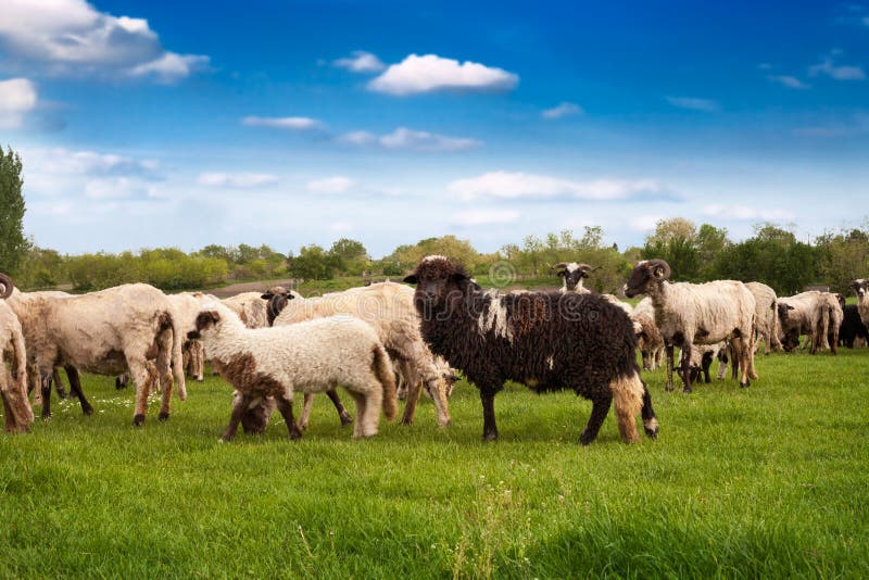 Sheep and Lamb in the Meadow Stock Image - Image of clouds, crowd: 95149705