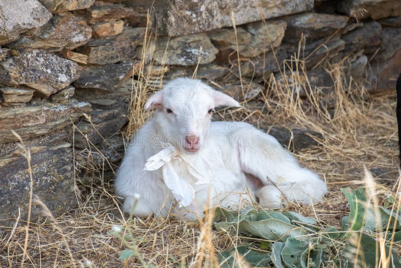 Sheep and a Lamb Resting on the Grass Stock Image - Image of family ...