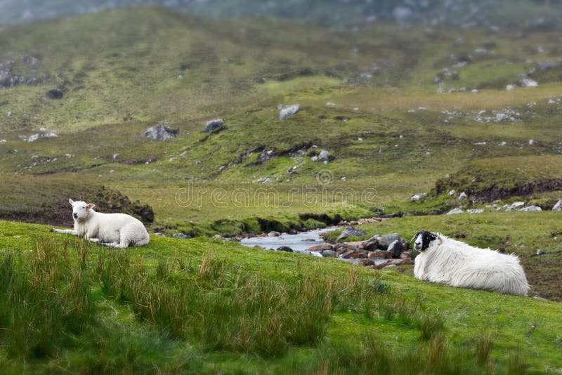 Sheep Lamb Resting Scotland Landscape Stock Image - Image of britain ...