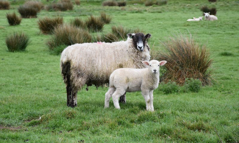 Sheep with a Lamb Standing in a Grass Pasture Stock Image - Image of ...