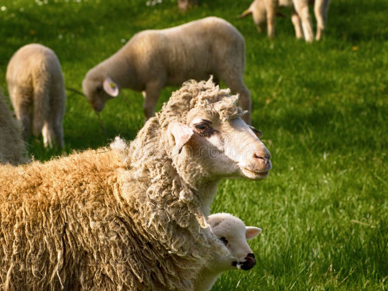Sheep from behind stock photo. Image of wool, holland - 44386384