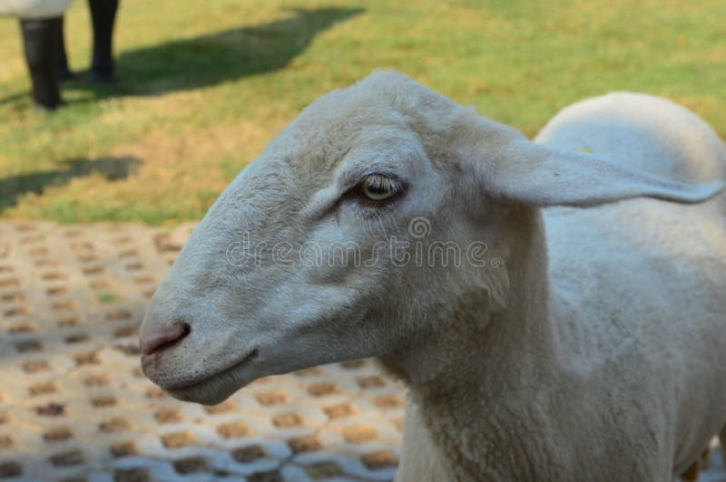 Sheep stock image. Image of ears, animal, fluffy, little - 87676529