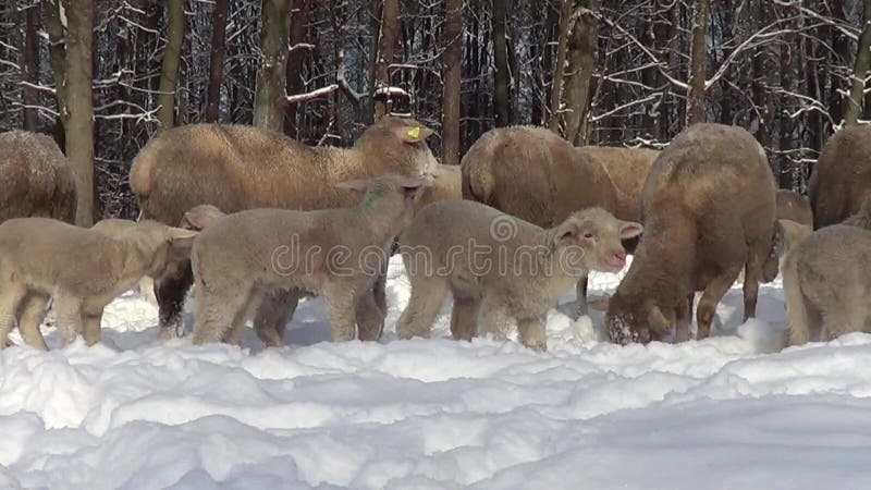 Sheep and Lamb in Winter in Snow Stock Video - Video of film, sweet ...