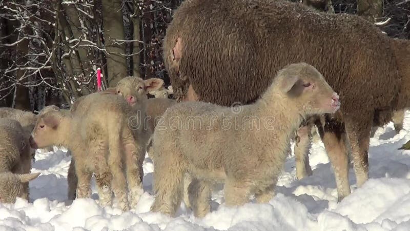 Sheep and Lamb in Winter in Snow Stock Video - Video of film, sweet ...