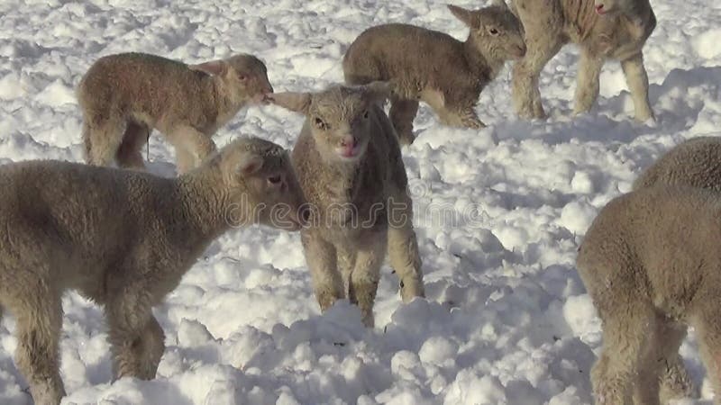 Sheep and Lamb in Winter in Snow Stock Video - Video of film, sweet ...