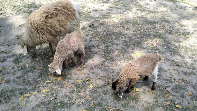 Sheep lamb wool stock image. Image of pasture, bovine - 232564325