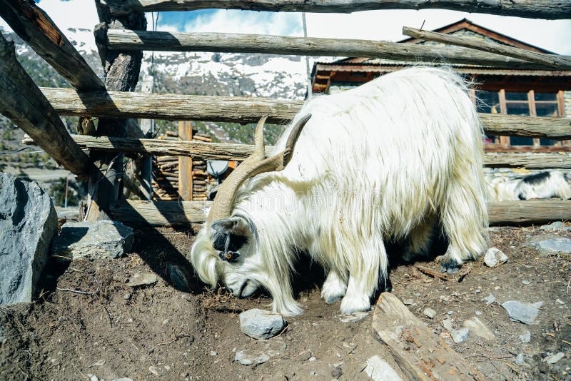 Sheep Lambs Climbing Hills in Nepal Stock Image - Image of creature ...