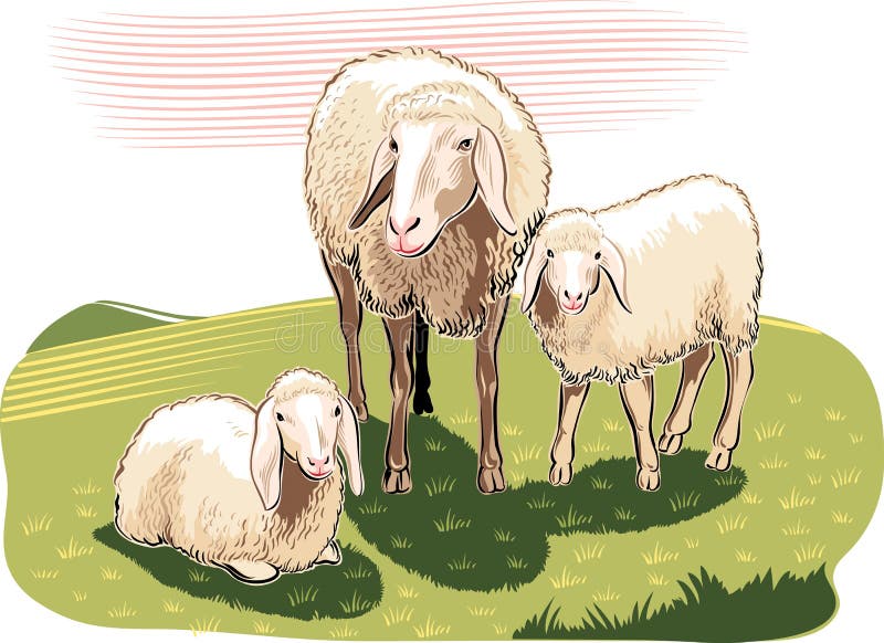 Sheep with Two Lambs. the Sheep Feeds the Lamb Stock Vector ...