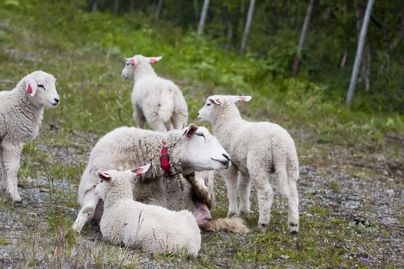 Sheep with lambs stock photo. Image of sheep, mother - 46013336