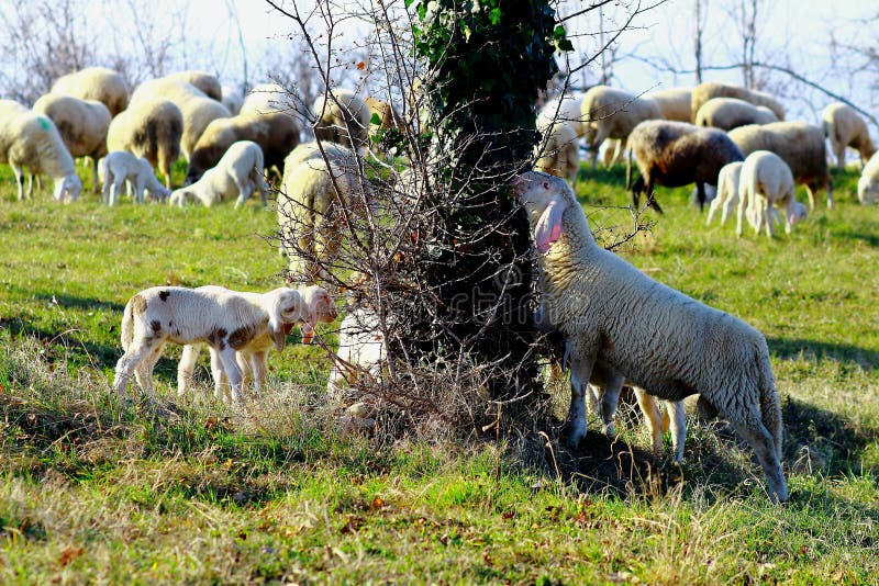 A Sheep and Lambs Eating from a Tree Stock Image - Image of meadow ...