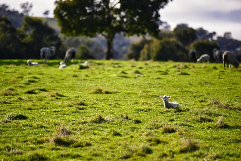 Sheep and Lambs in a Farm Paddock Australia Stock Image - Image of ...
