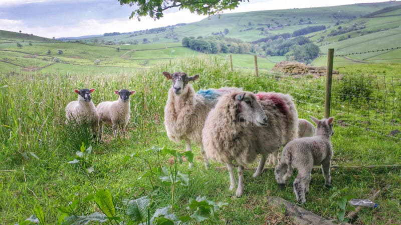 Branded Sheep Stock Photos - Free & Royalty-Free Stock Photos from ...