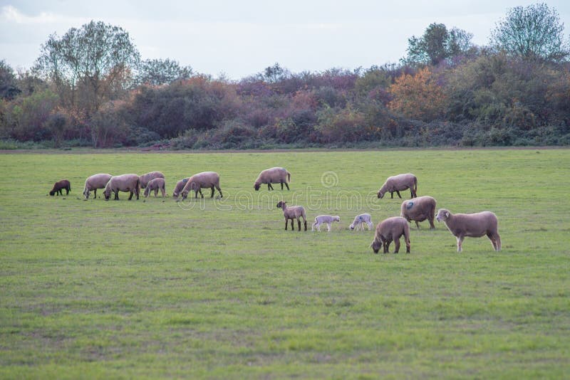Sheep and Lambs Graze in the Pasture in Front of Bushes. Stock Photo ...