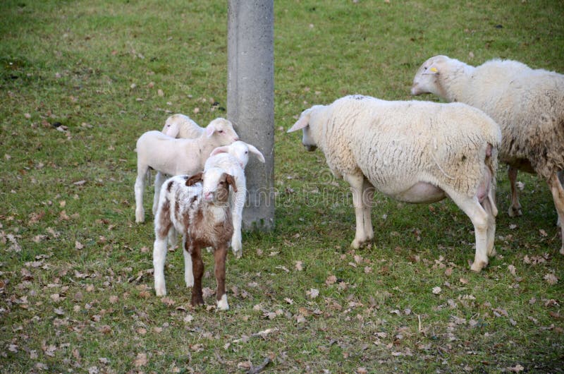 Sheep and lambs stock photo. Image of friendly, irish - 88577446