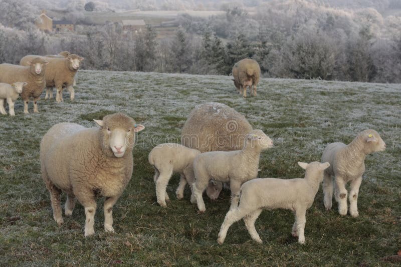 Sheep and Lambs Grazing in Winter Stock Photo - Image of lambing, lamb ...