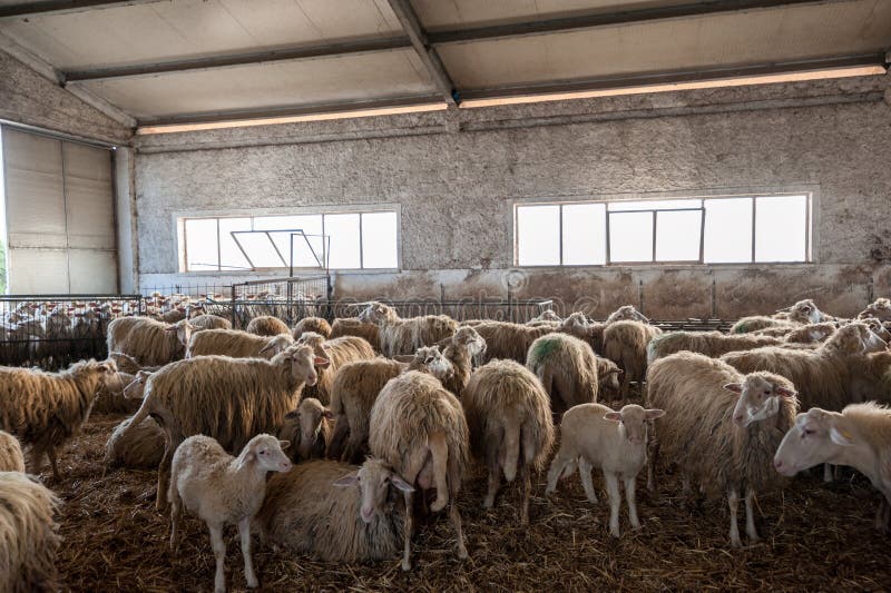 Sheep and Lambs Inside a Farm Shed Stock Photo - Image of sheep ...