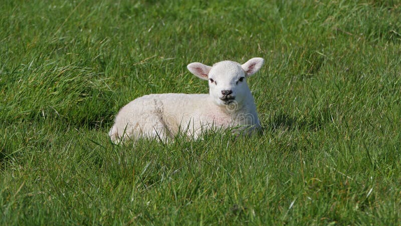 Sheep and Lambs Laying in the Sun in a Field Ireland Stock Image ...