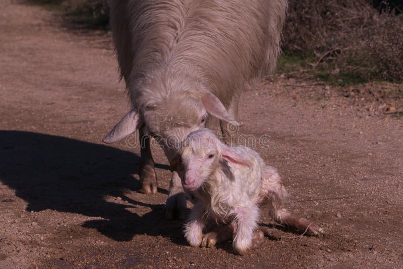 Sheep and lambs stock photo. Image of labor, lamb, sardinia - 49782290