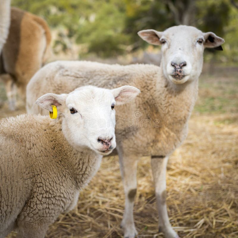 Merino Sheep Eating Ruzi Grass Leaves on Wood Ground Stock Image ...