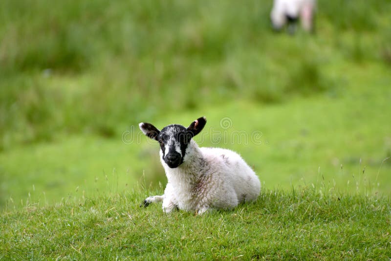 Sheep and Lambs in Shade, Borrowdale Stock Image - Image of wool ...