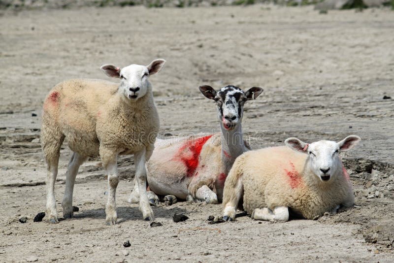 Sheep with Lambs on Shore at Arnside. Stock Photo - Image of wool ...