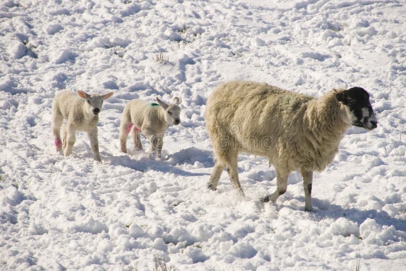 Sheep with Lambs in the Snow Stock Photo - Image of lamb, feed: 245338636