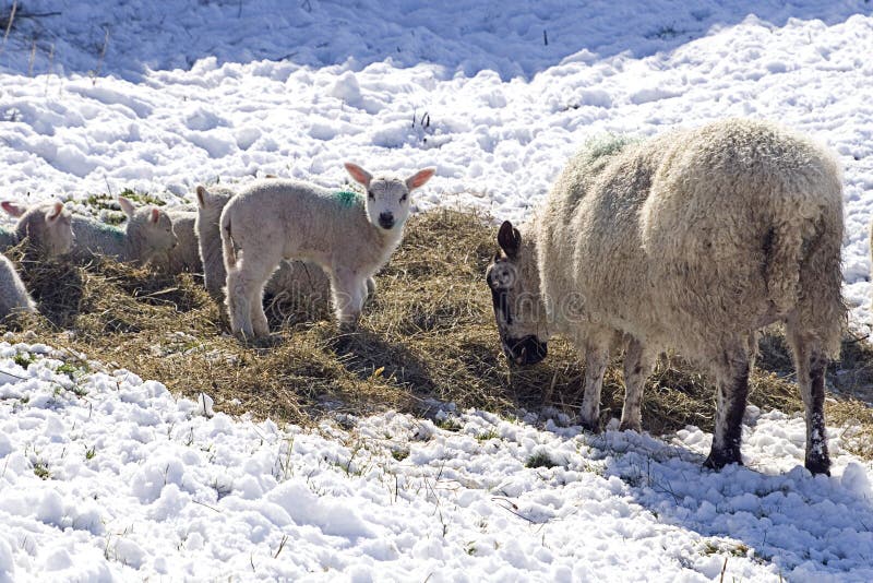 Sheep with Lambs in the Snow Stock Photo - Image of wool, grass: 245338628
