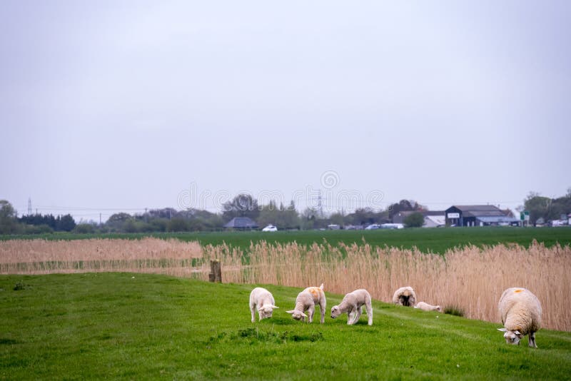 Sheep and lambs in spring stock image. Image of agricultural - 267622245