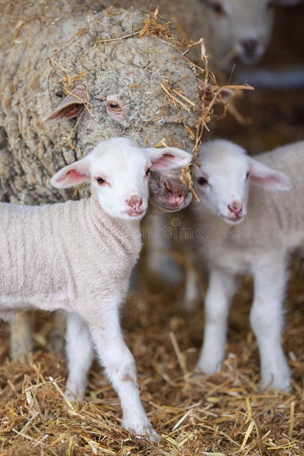 Sheep and lambs in stable stock image. Image of nature - 146361817